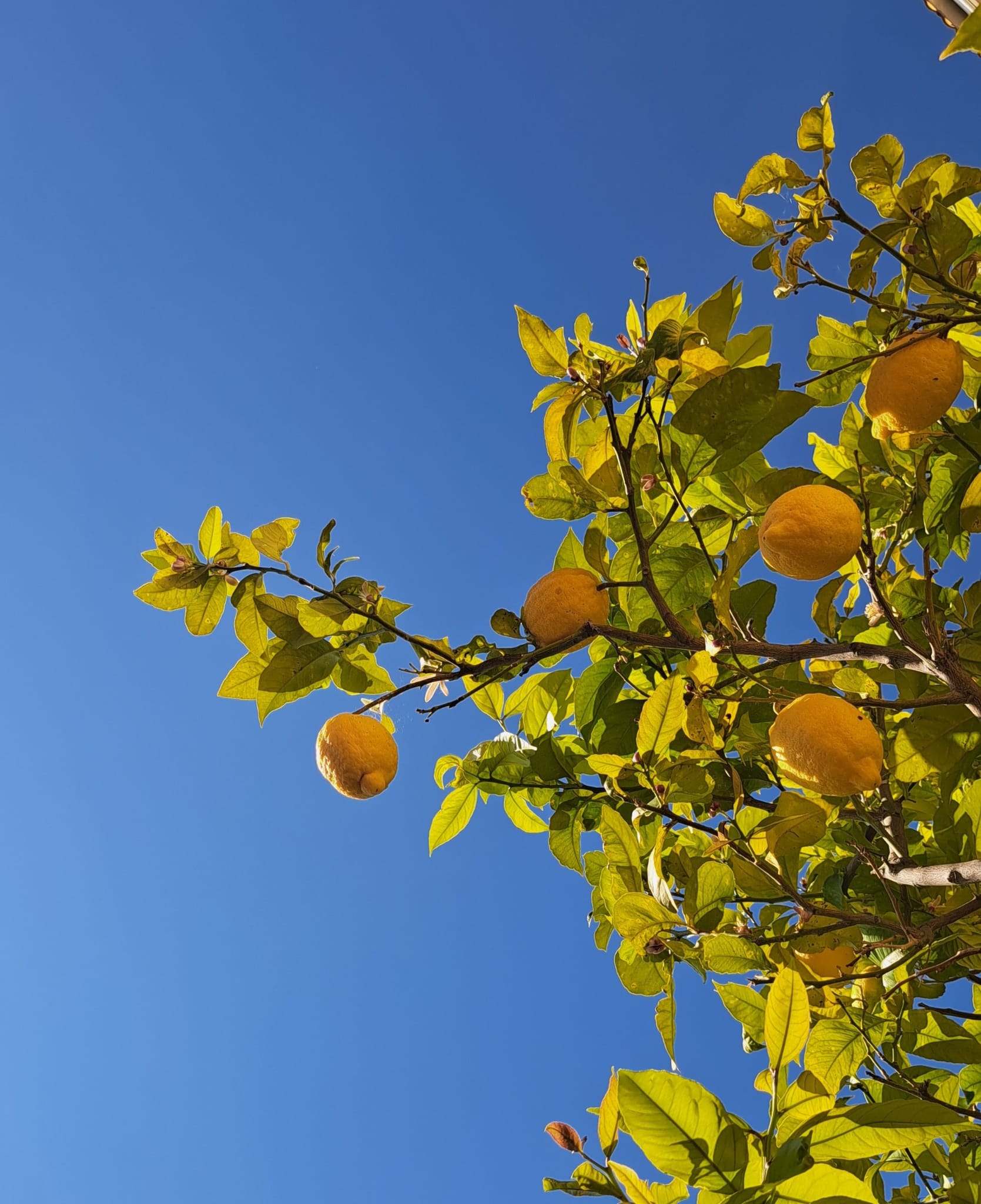 AGRUMETI IN AGROECOLOGIA - Rigenera Calabria